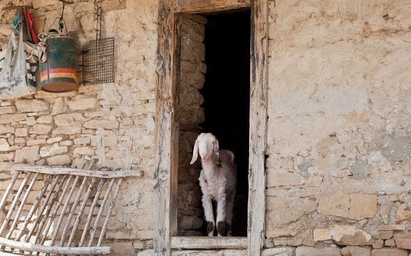 Passover Lamb Door
