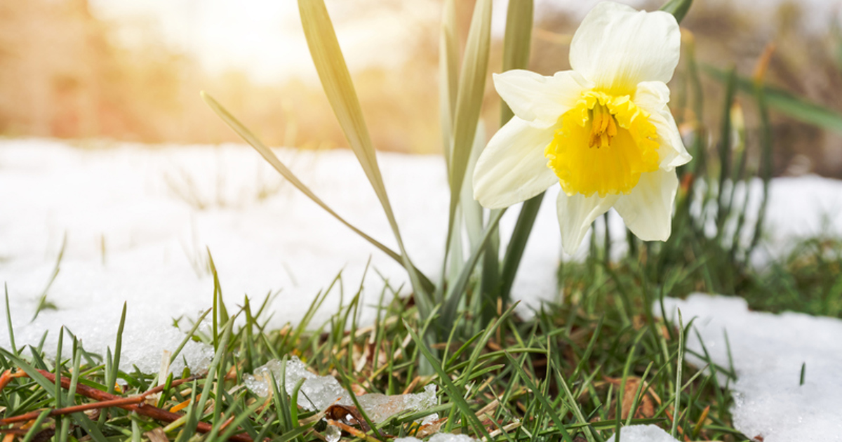 AFA - The Power of One Daffodil