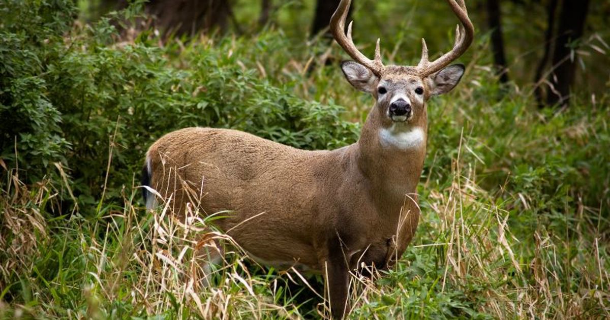 AFA - Hunting for Life's Greatest Reward