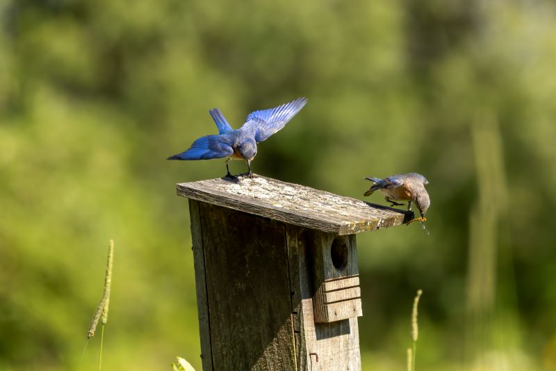 AFA - Worry Resistant Living